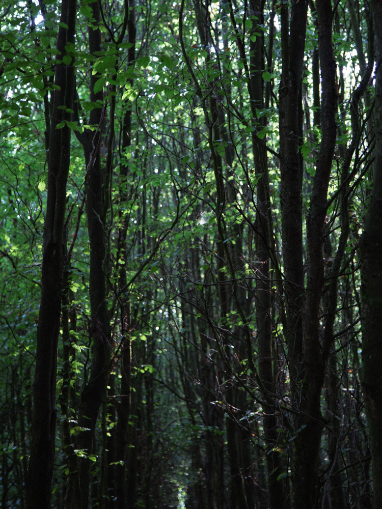 Forest – Valeria Prosseda